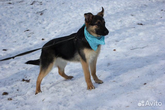 Перчик из приюта ищет семью