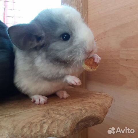 Шиншилленок,бархат