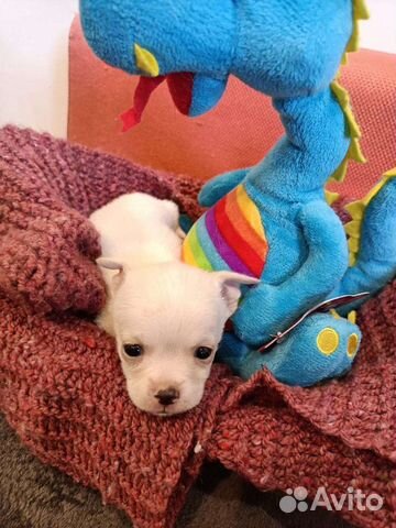 Щенки чихуахуа девочки