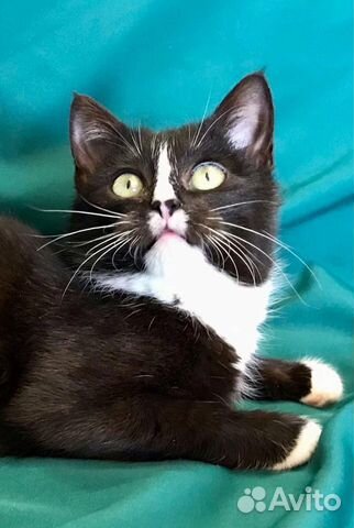 Котенок самый чудный