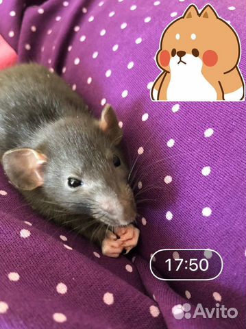 Крыса дамбо бесплатно