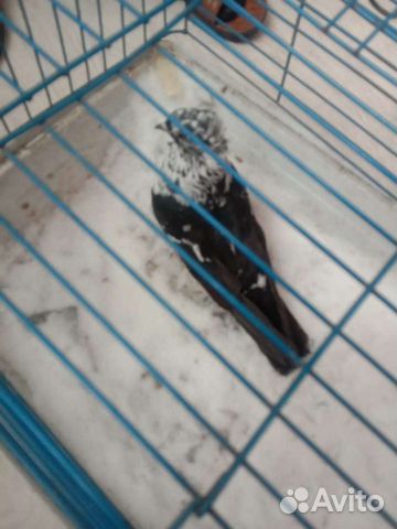 Продажа голубей