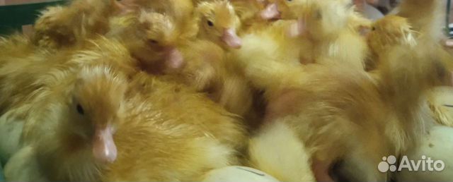 Утята бройлерные