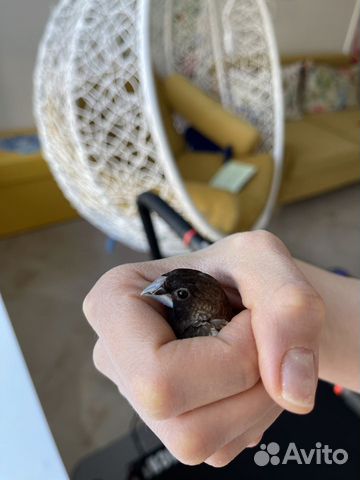 Продам японскую Амадину, мальчика