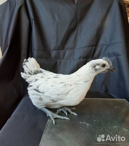 Петушок молодой Люйкедандзи