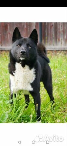 Собаки в дар бесплатно