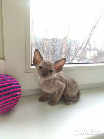 Канадский сфинкс котята