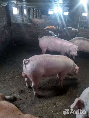 Кабанчик на племя