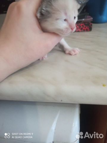 Котенок