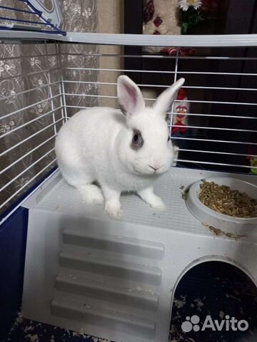 Декоративный кролик в добрые руки