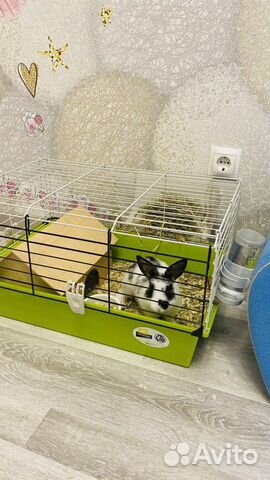 Декоративные кролики