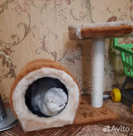 Кошка с домиком