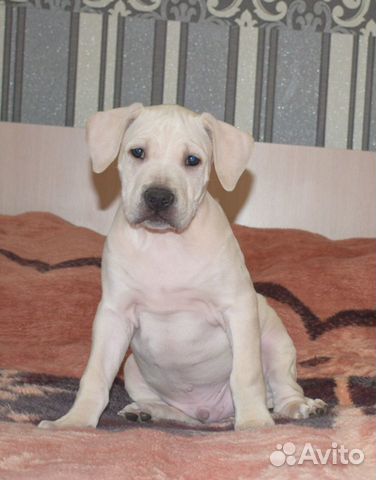 Кобель прайтера