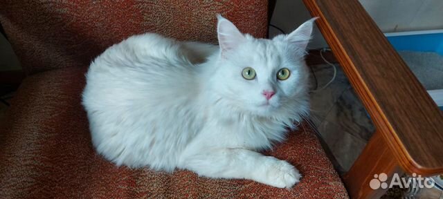 Шикарный белый ангорский кот
