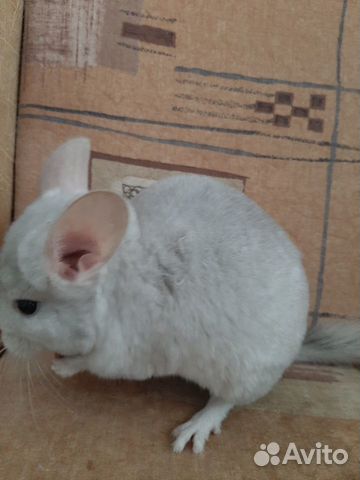 Шиншилла