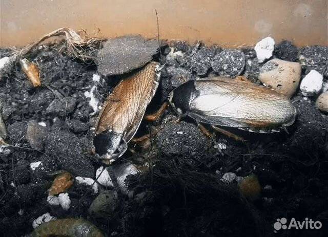 Phoetallia pallida или бледный таракан