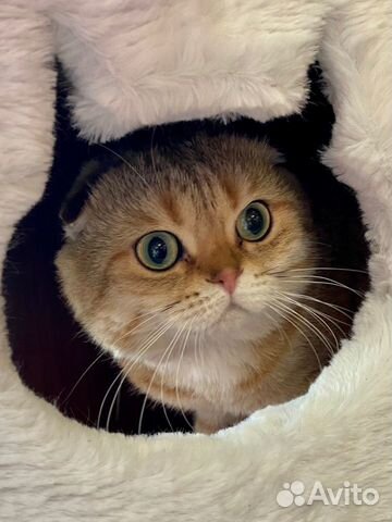 Вязка с шотландским золотым котом