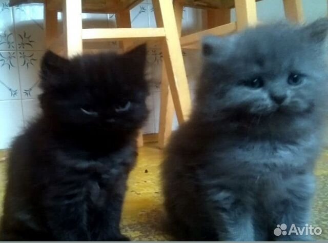 Два полу-персидских котенка ищут добрый дом