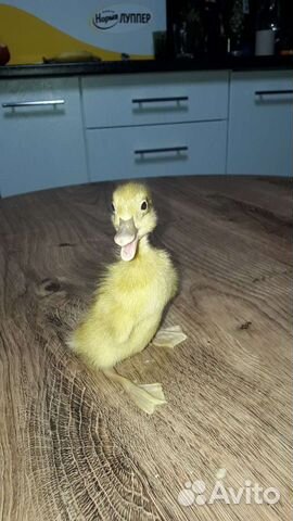 Индийский бегунок