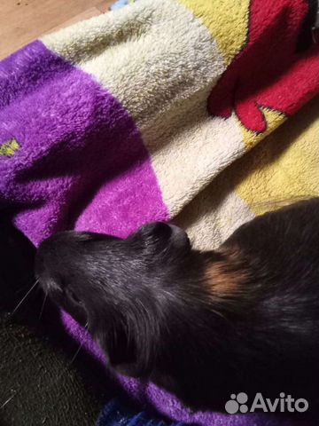 Морская свинка