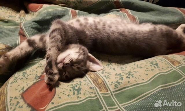 Кошка ищет дом