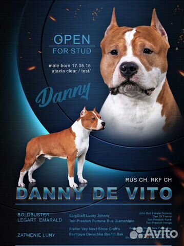 Стаффордширский терьер. кобель на вязку