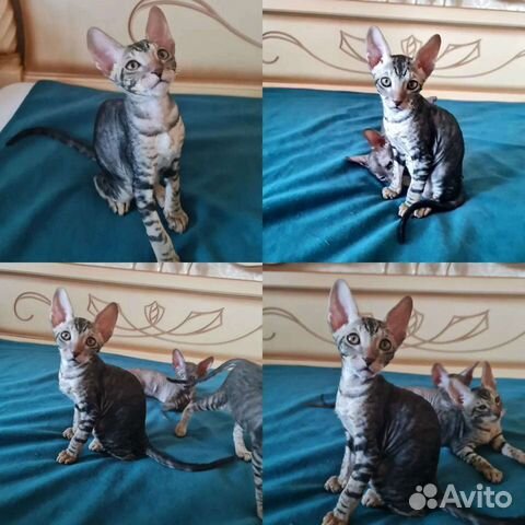 Котята корниш-рекс