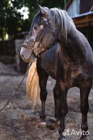 Першерон 5 лет