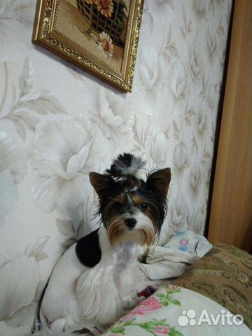 Бивер