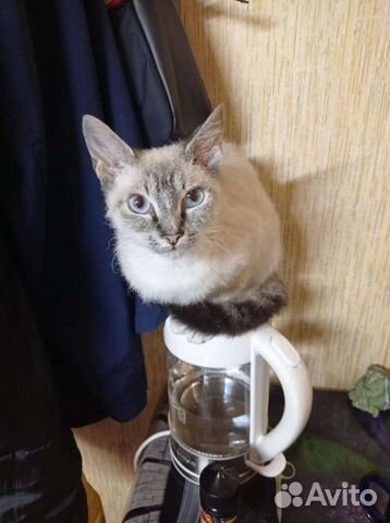 Кошка донской сфинкс вязка