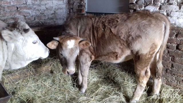 Тёлки племенные