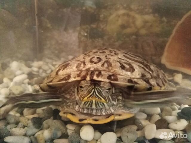 Красноухая черепаха