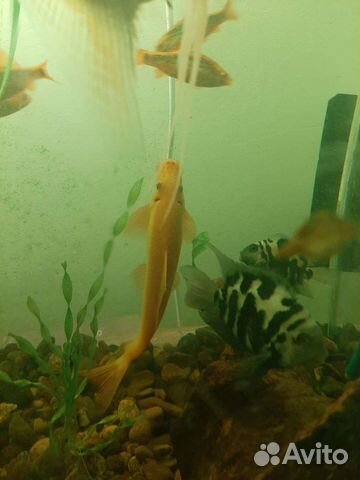 Рыба обмен Гиринохейл сиамский размер xxxxl 15 см