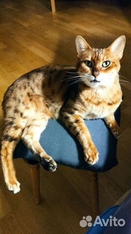 Кошка бенгалка метис 9лет