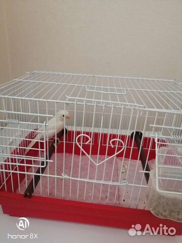 Кенар белый