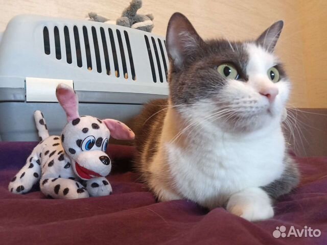 Особенная Кошка в добрые руки