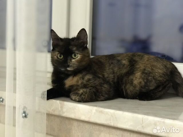 Кошка Маргоша