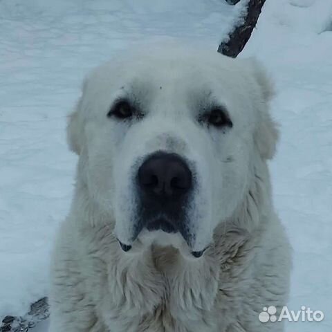Среднеазиатская овчарка