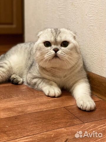 Вислоухий шотландский кот вязка