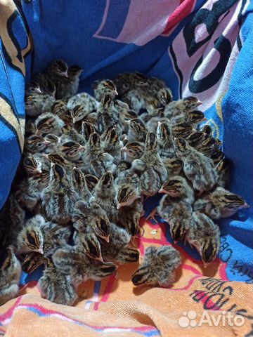 Инкубационные яйцо цесарок