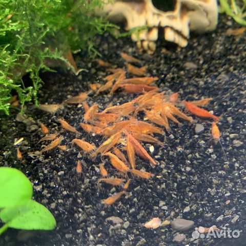 Гуппи и креветки chery