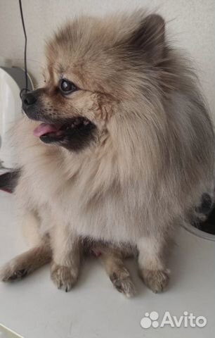 Шпиц немецкий ищет невесту