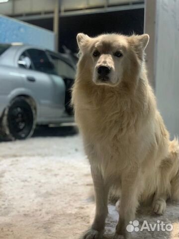 Отдам в добрые руки