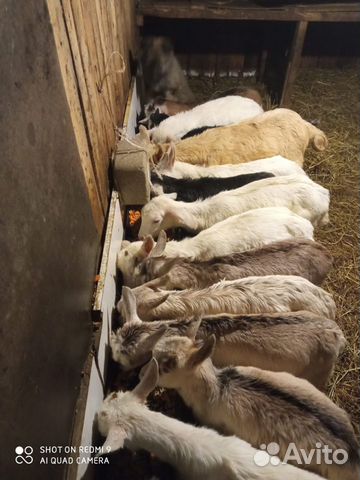 Коза нубийская, козы, козлята, животные