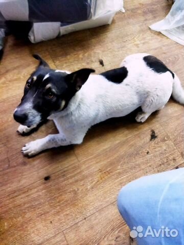 Симпатичный коротколапик ищет свою семью