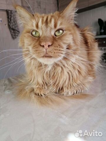 Отдадим кошку Рысю в добрые руки