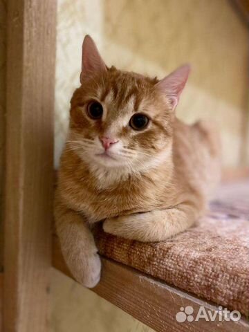 Кот Степан