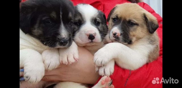 Щенки метисы азиаты кобели