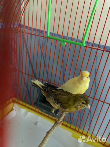 Пара канареек