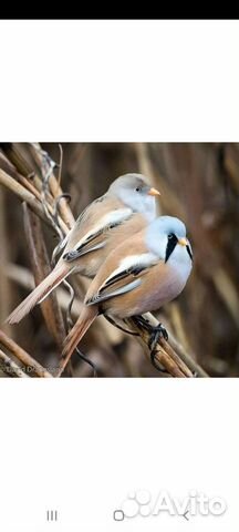 Усатые синицы